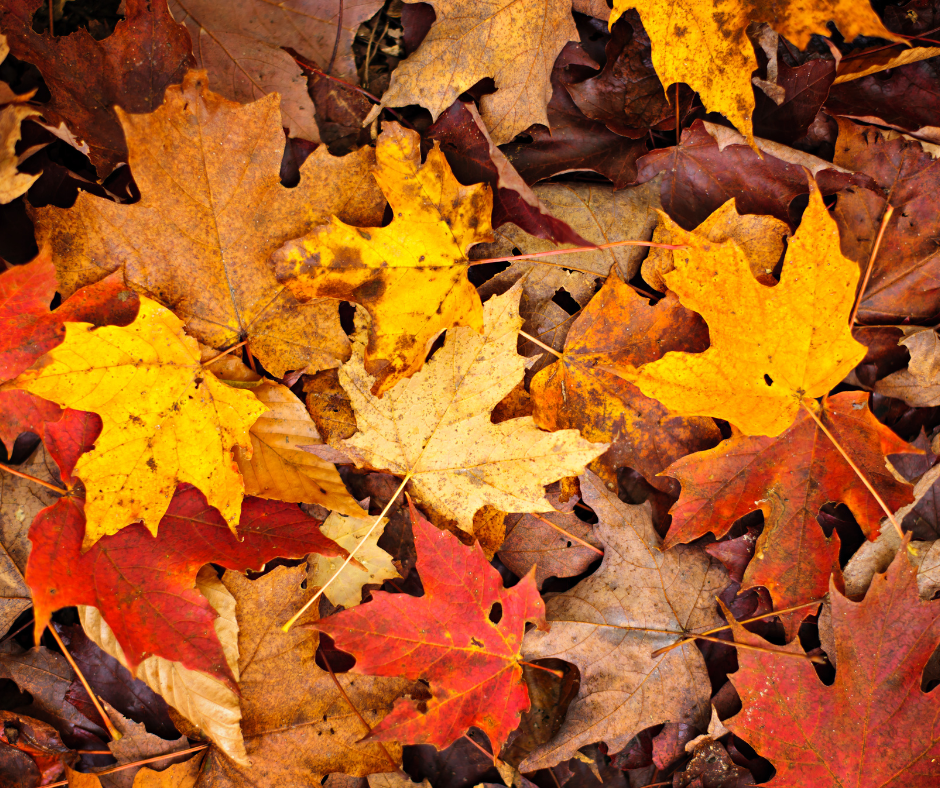 Health Tips for Fall | HealthUnit Haldimand-Norfolk