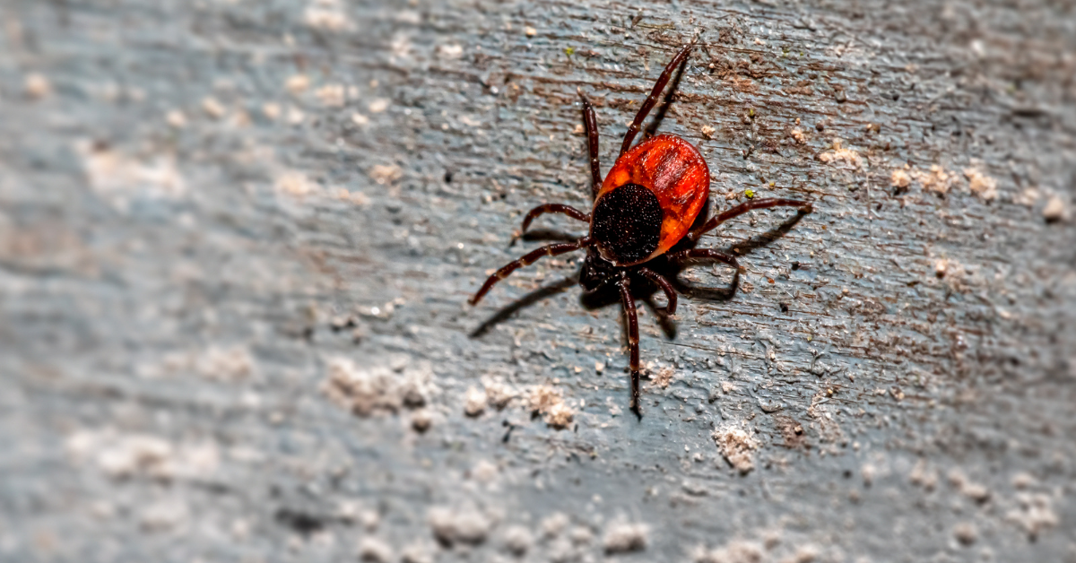 Tick Results | HealthUnit Haldimand-Norfolk